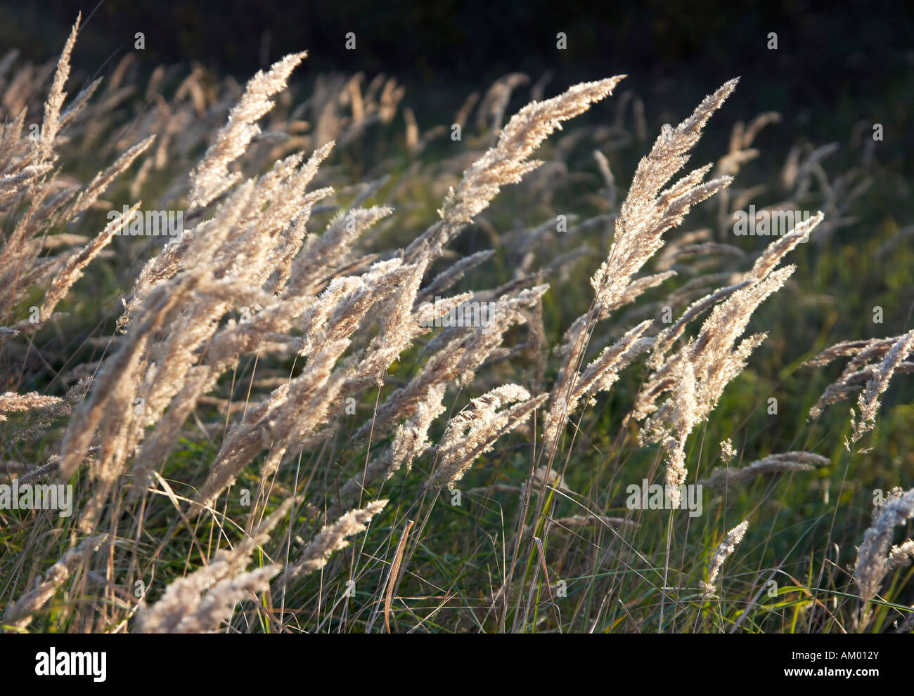 Withered autumn grass in final evening sun rays with deep twilight ...