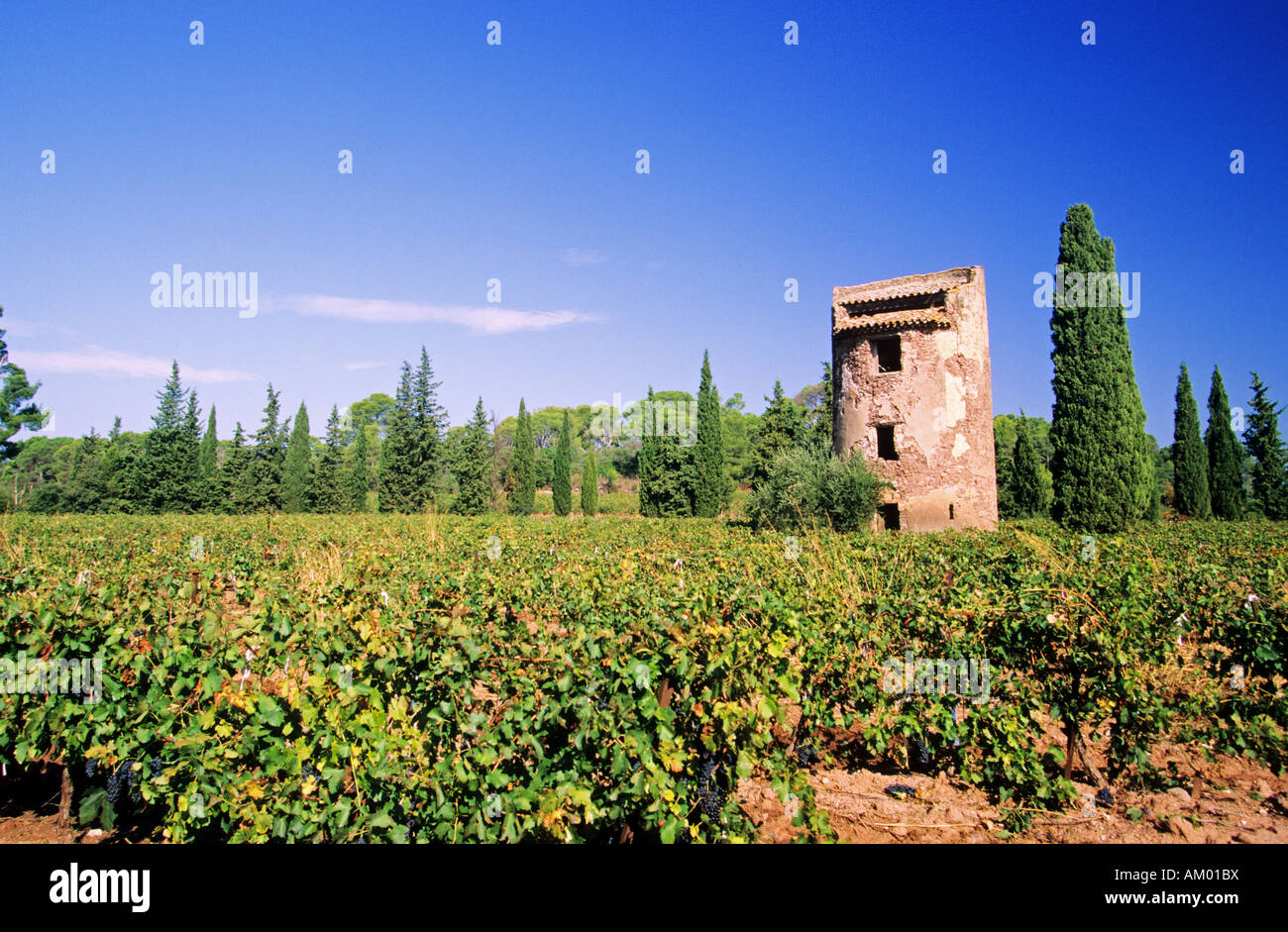 France, Var, Pierrefeu du Var, Côtes de Provence, Chateau de l ...