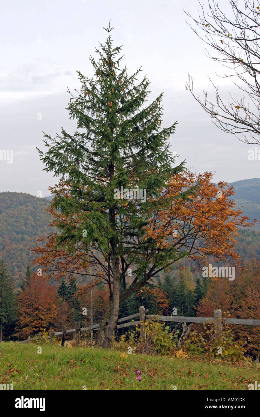 Autumn mountain tree Stock Photo - Alamy