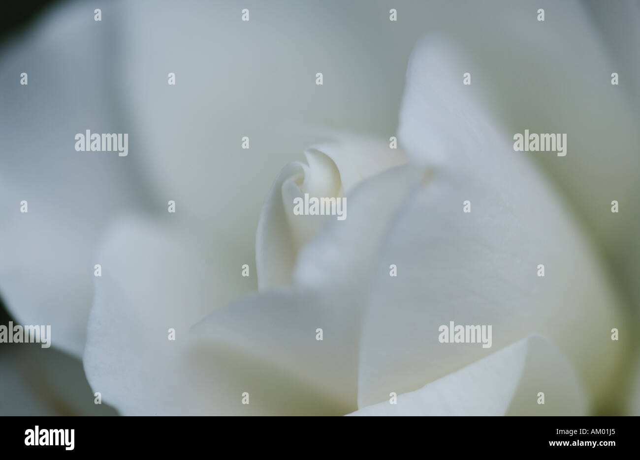 Common name White Rose Latin Rosa alba close up soft image Stock Photo ...