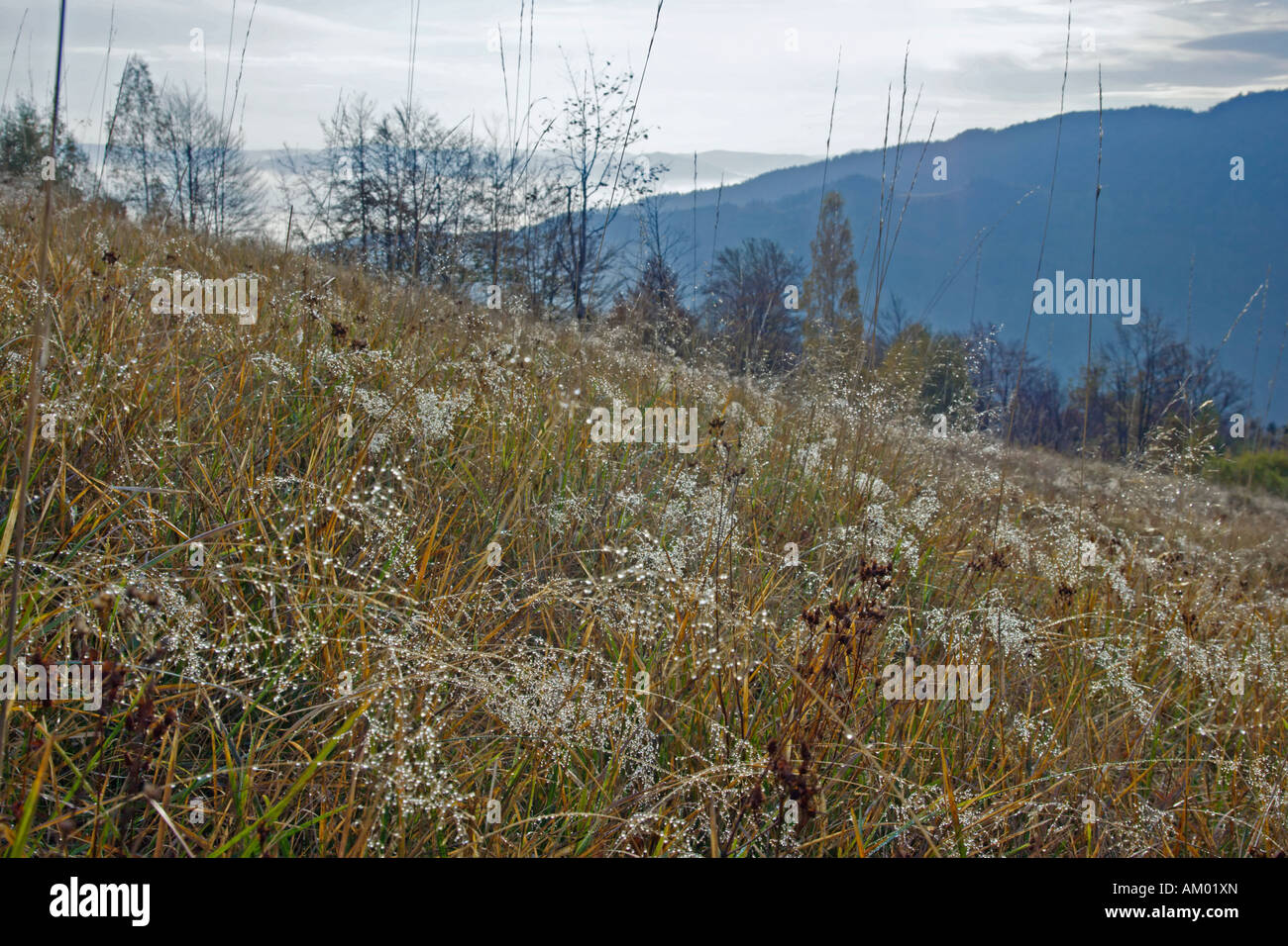 Morning dew on fall mountainside Stock Photo - Alamy