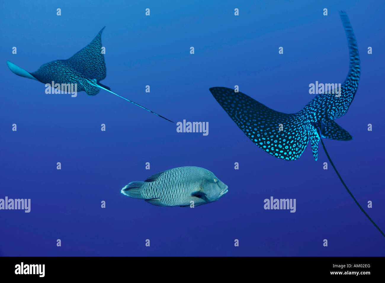 Napoleon fisch hi-res stock photography and images - Alamy
