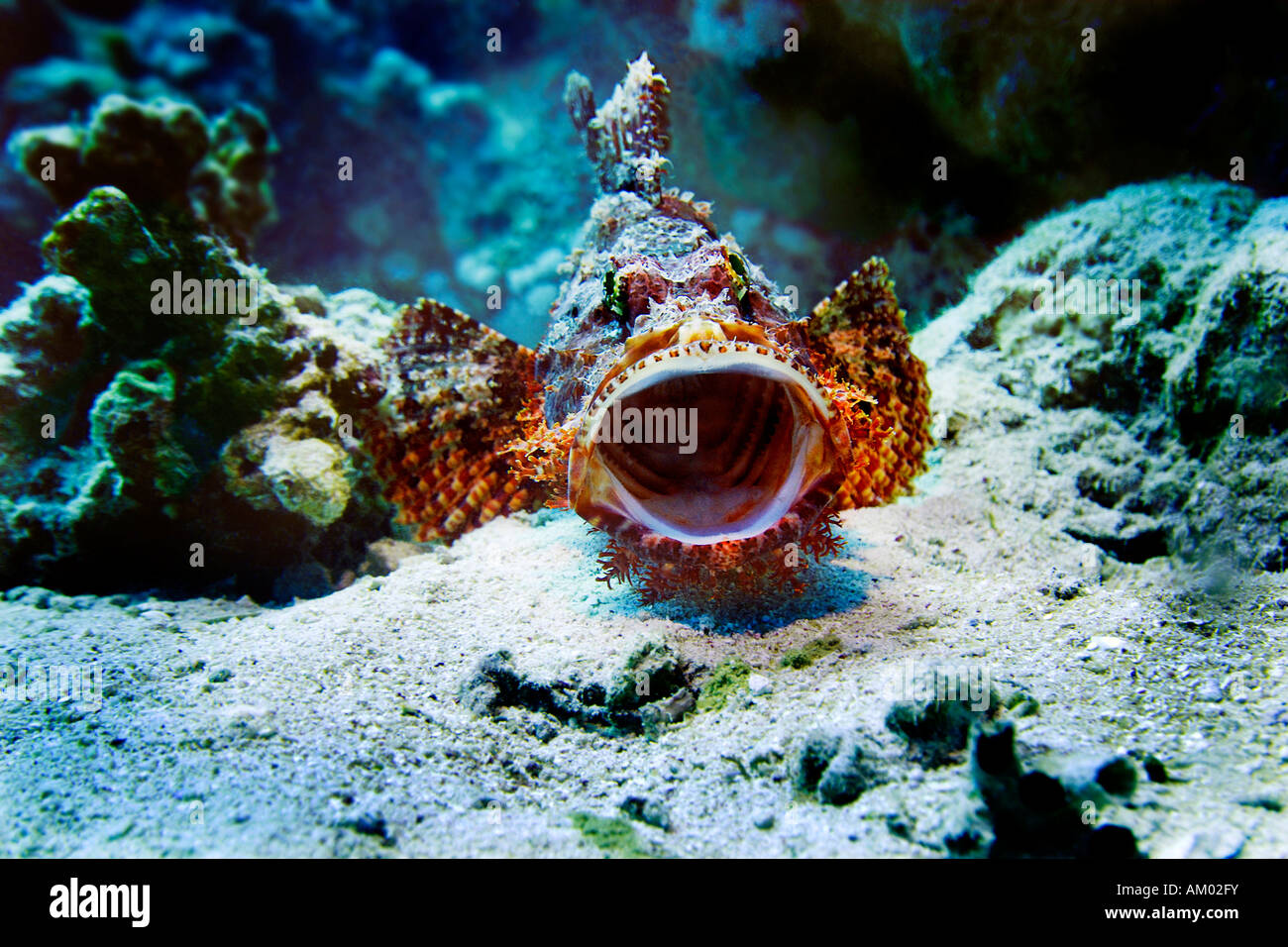 Tassled Scorpionfish, Scorpaenopsis oxycephala, Red Sea, Egypt Stock ...