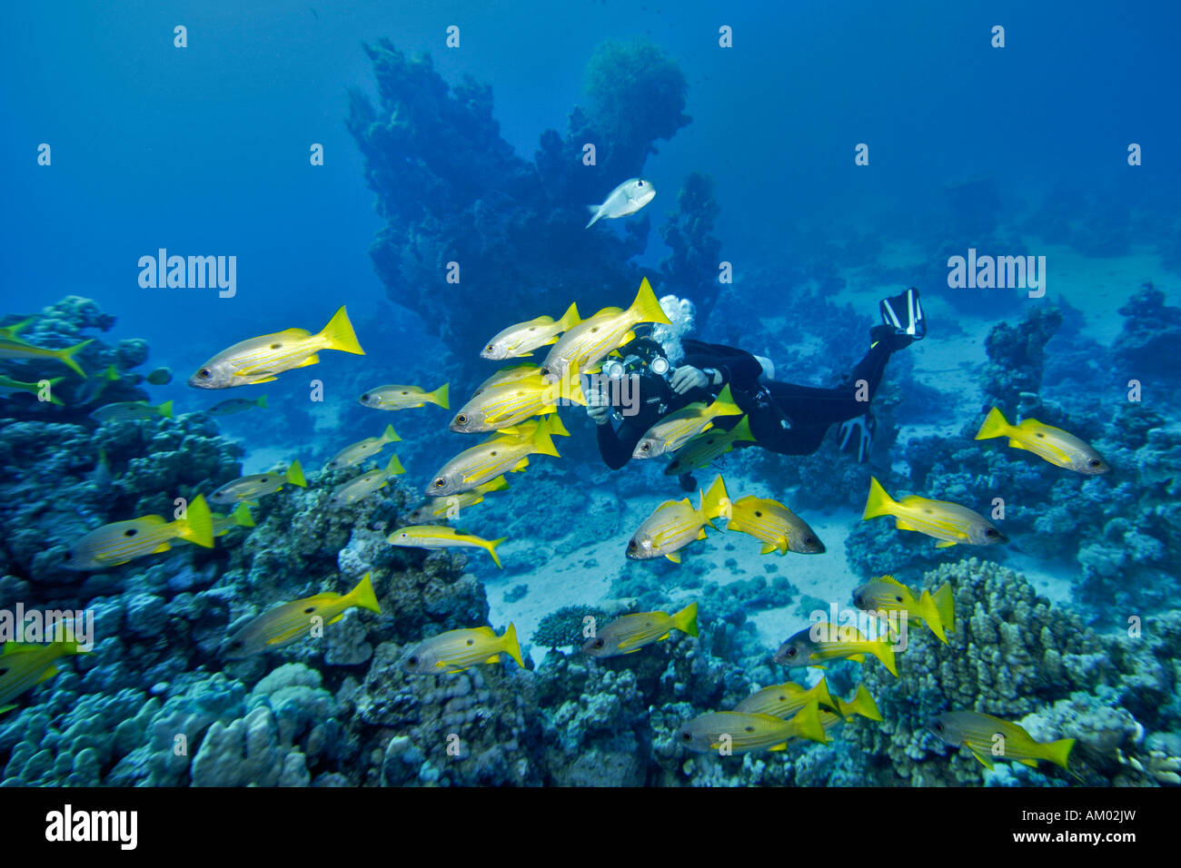 Diver videotapes a Black-spot Snapper, Lutjanus ehrenbergi, Red Sea ...