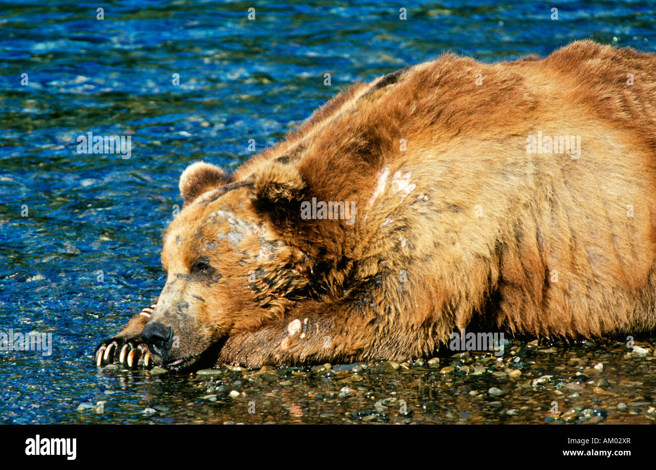 Brown bear (Ursus arctos), old and tired, Katmai National Park, Alaska ...
