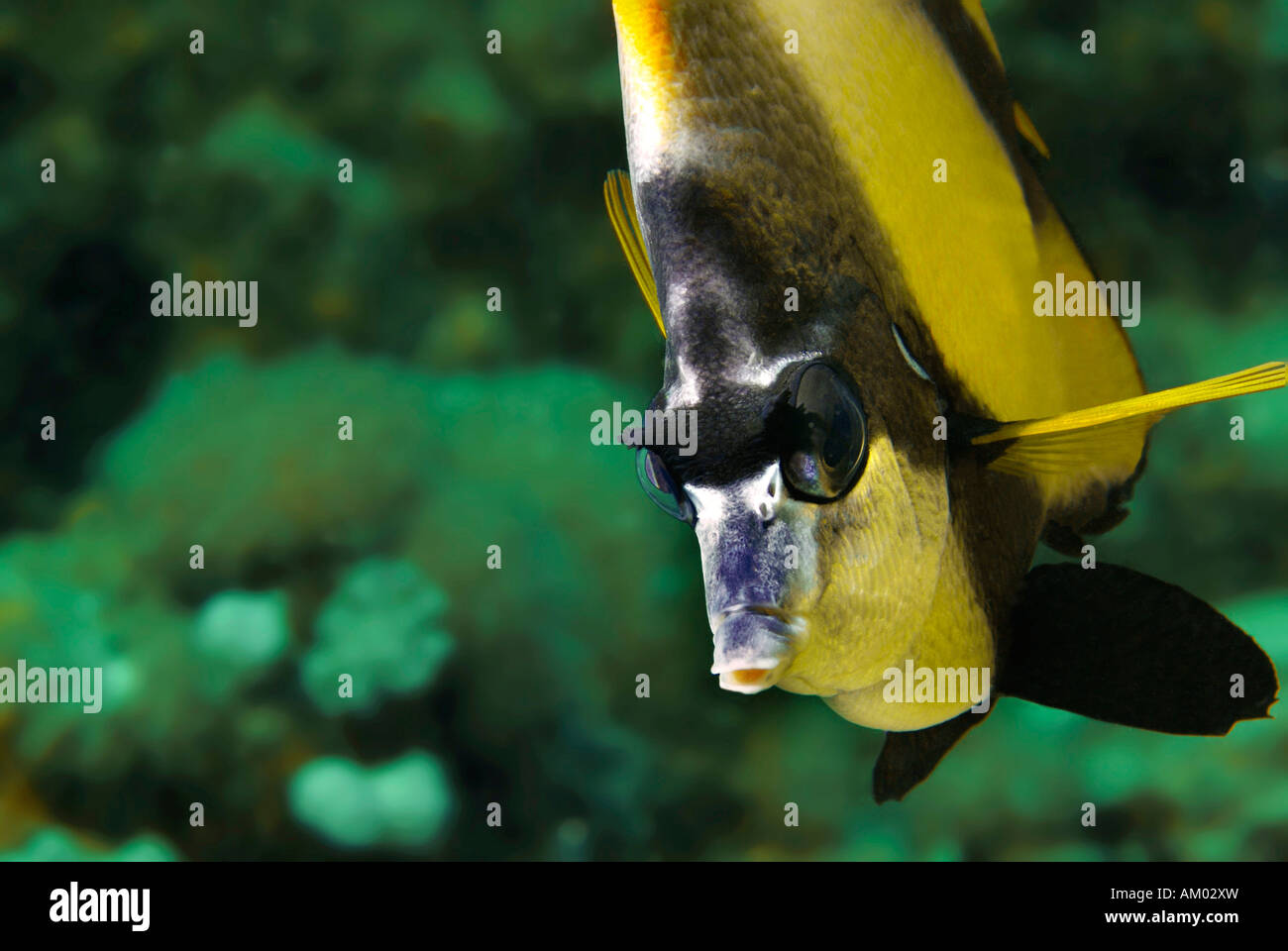 Longfin Bannerfish, Heniochus acuminatus, Red Sea, Egypt Stock Photo ...
