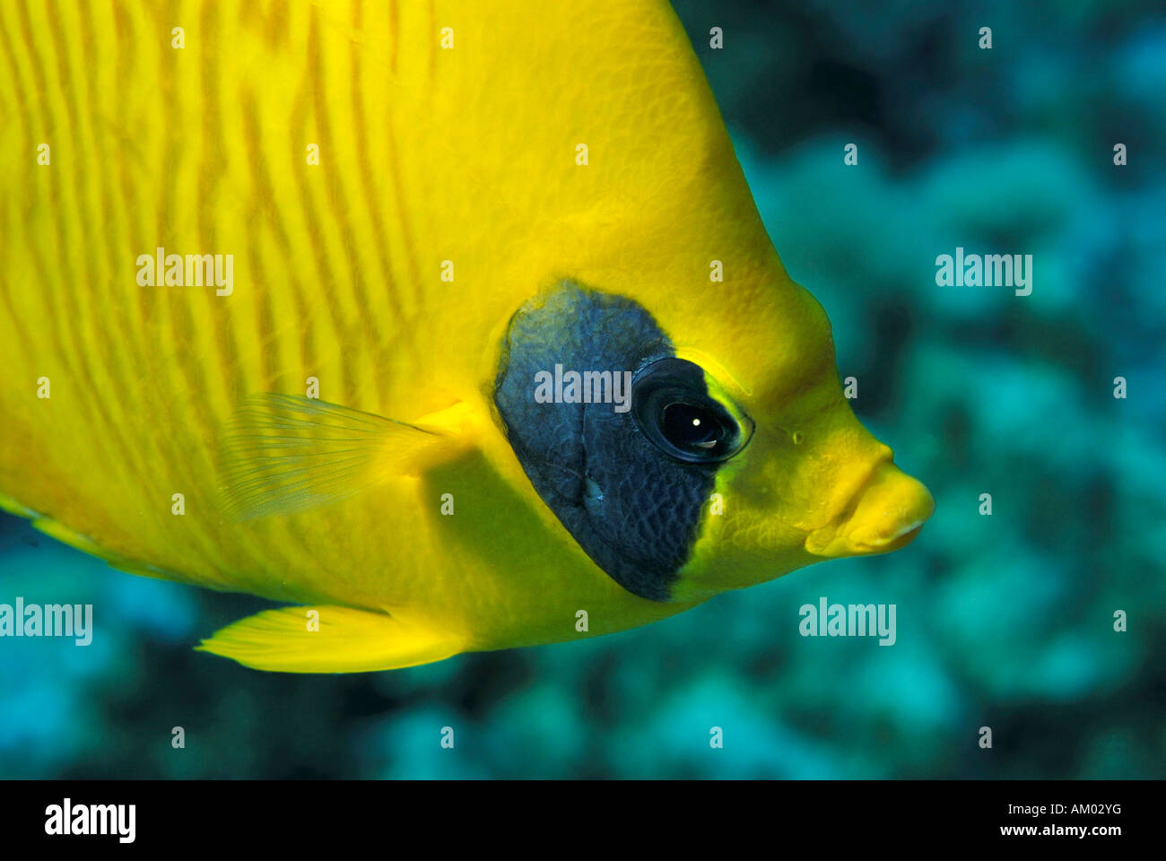 Lemon Butterflyfish, Chaetodon semilarvatus, Red Sea, Egypt Stock Photo ...