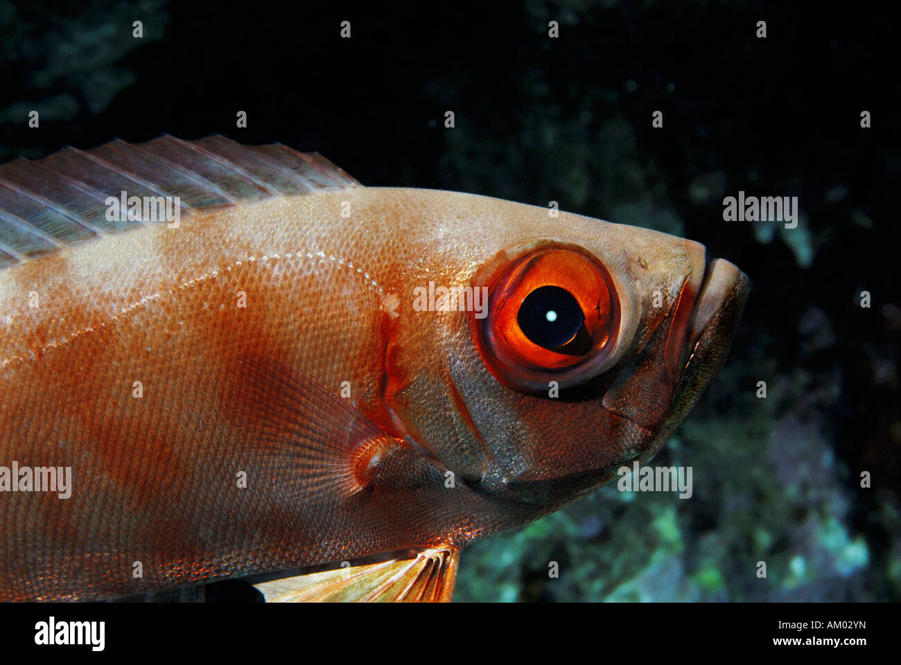 Bigeye, Priacanthus hamrur, Red Sea, Egypt Stock Photo - Alamy