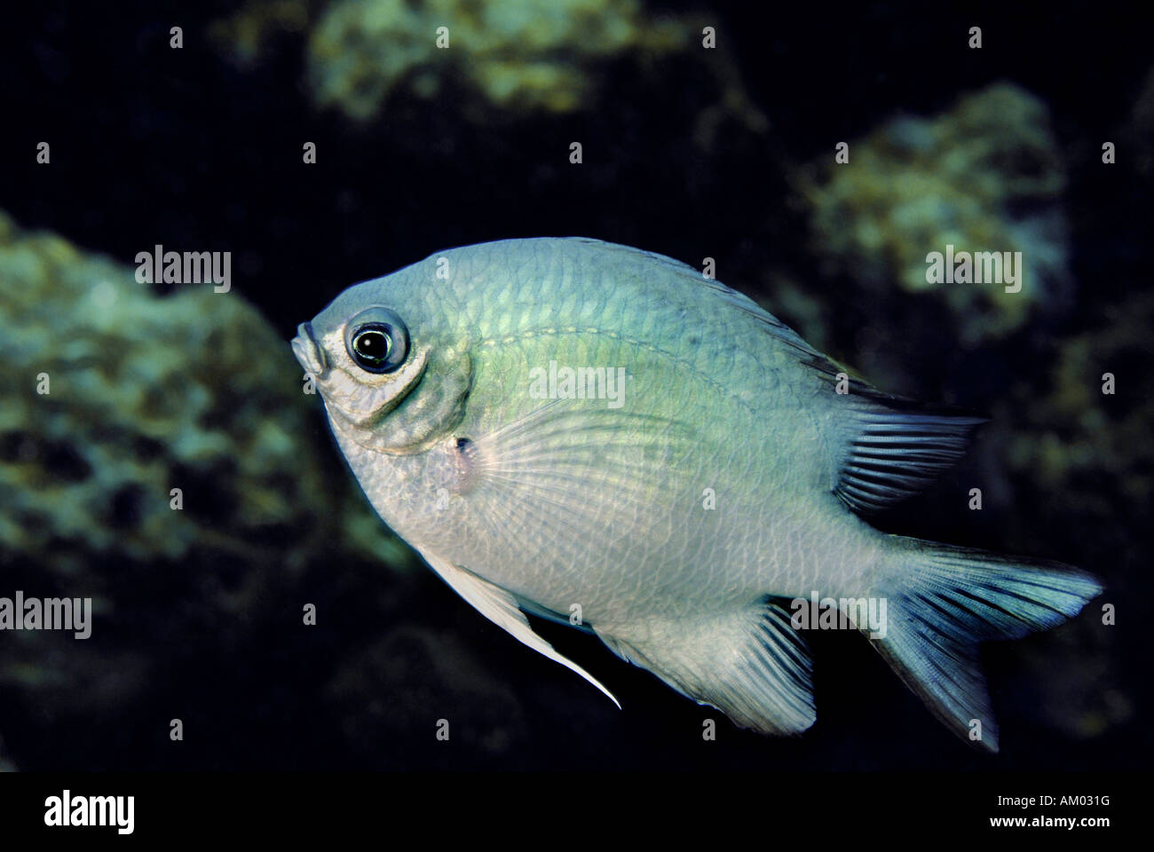 Black axil Chromis, Chromis atripectoralis, Red Sea, Egypt Stock Photo ...