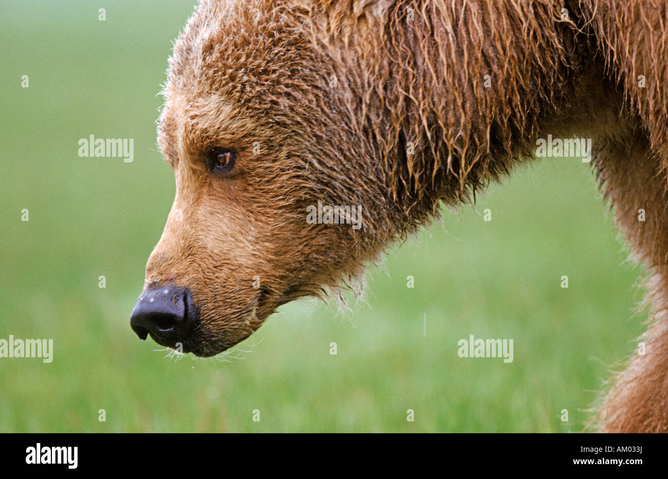 Profile bears hi-res stock photography and images - Alamy