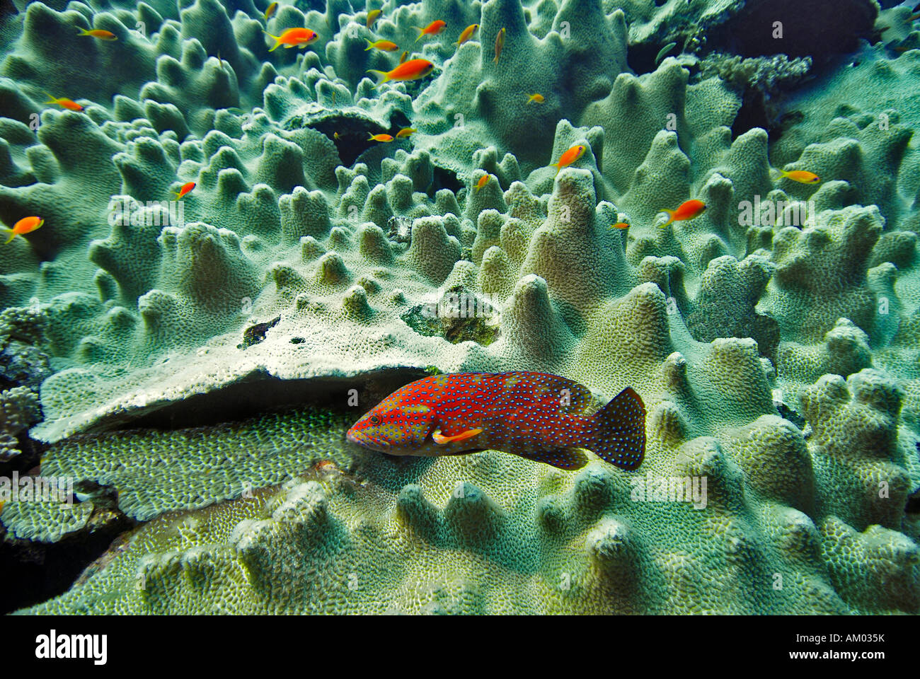 Cephalopholis miniata hi-res stock photography and images - Alamy