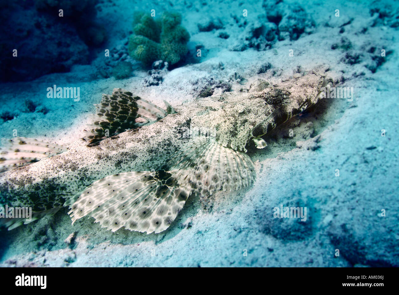 Spotted Flathead, Papilloculiceps, Red Sea, Egypt Stock Photo - Alamy