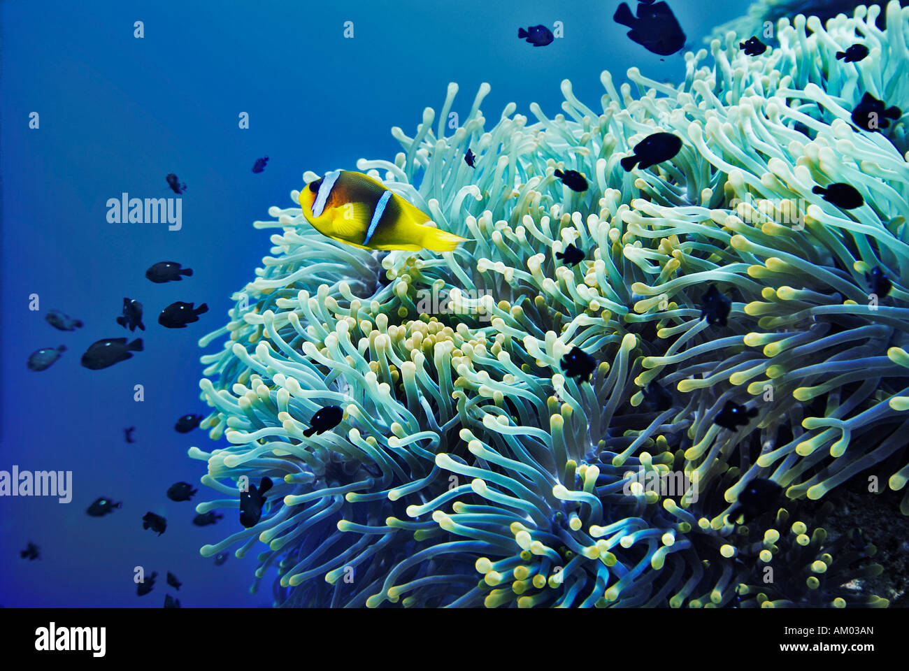 Clark's Anemonefish, Amphiprion clarkii, swim before sea Anemone ...