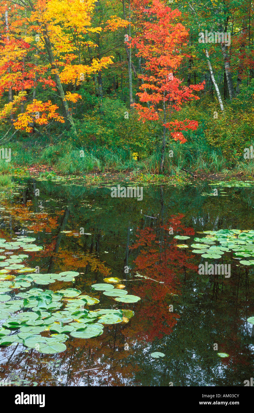 Fall colors reflecting in a pond at Lake Itasca State Park Minnesota ...