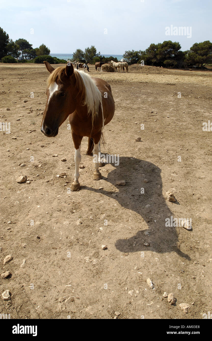 Llorena hi-res stock photography and images - Alamy