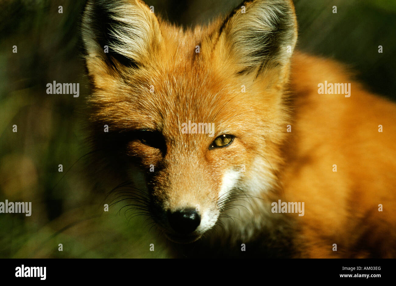 Wilde vulpes vulpes hi-res stock photography and images - Alamy