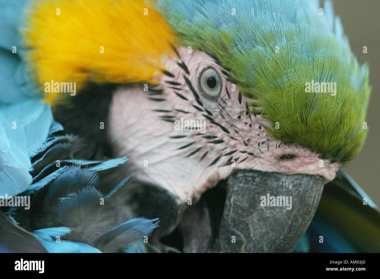 Blue Parrot portrait (Zoo animal Stock Photo - Alamy