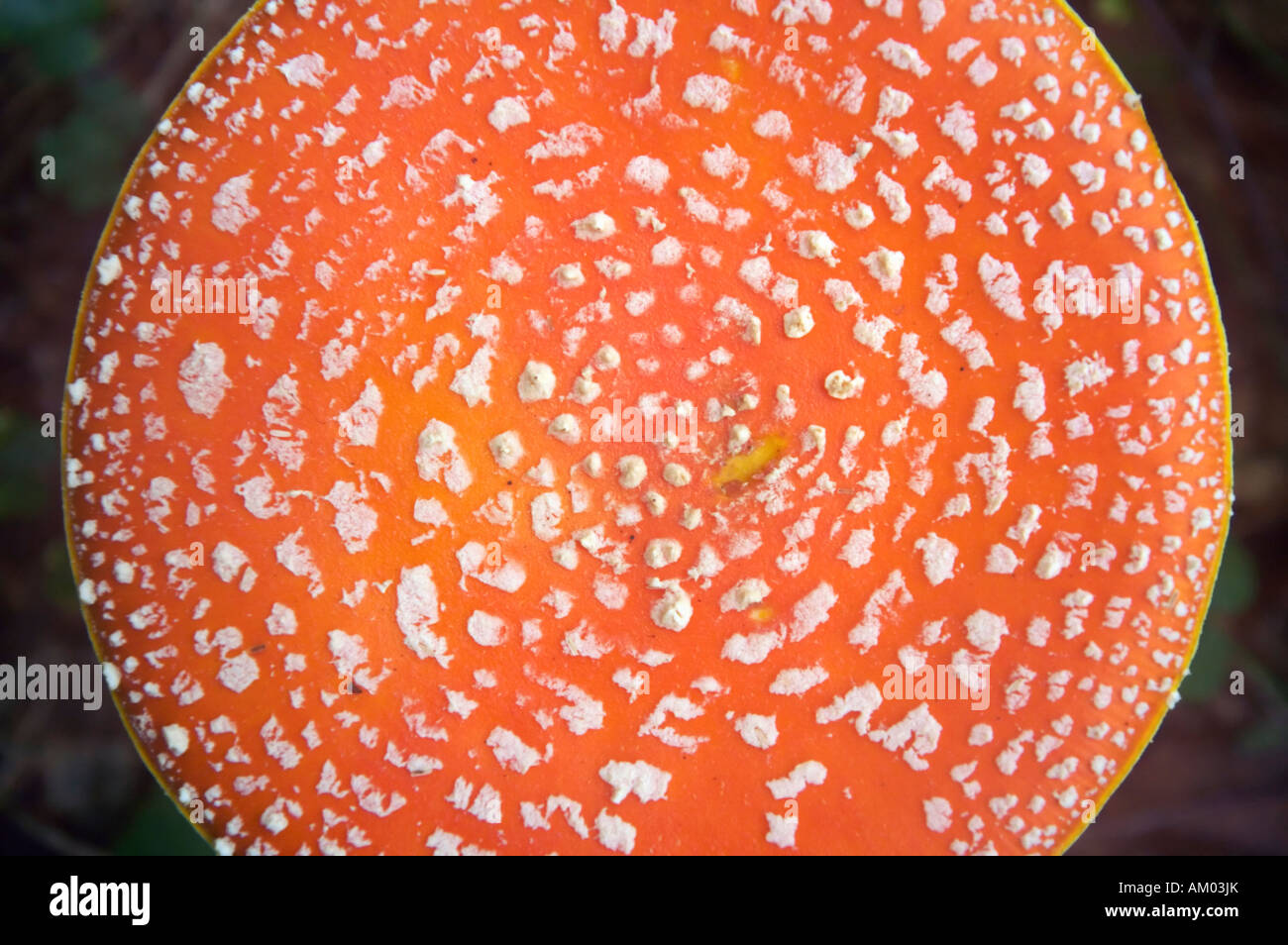 Mottling hi-res stock photography and images - Alamy