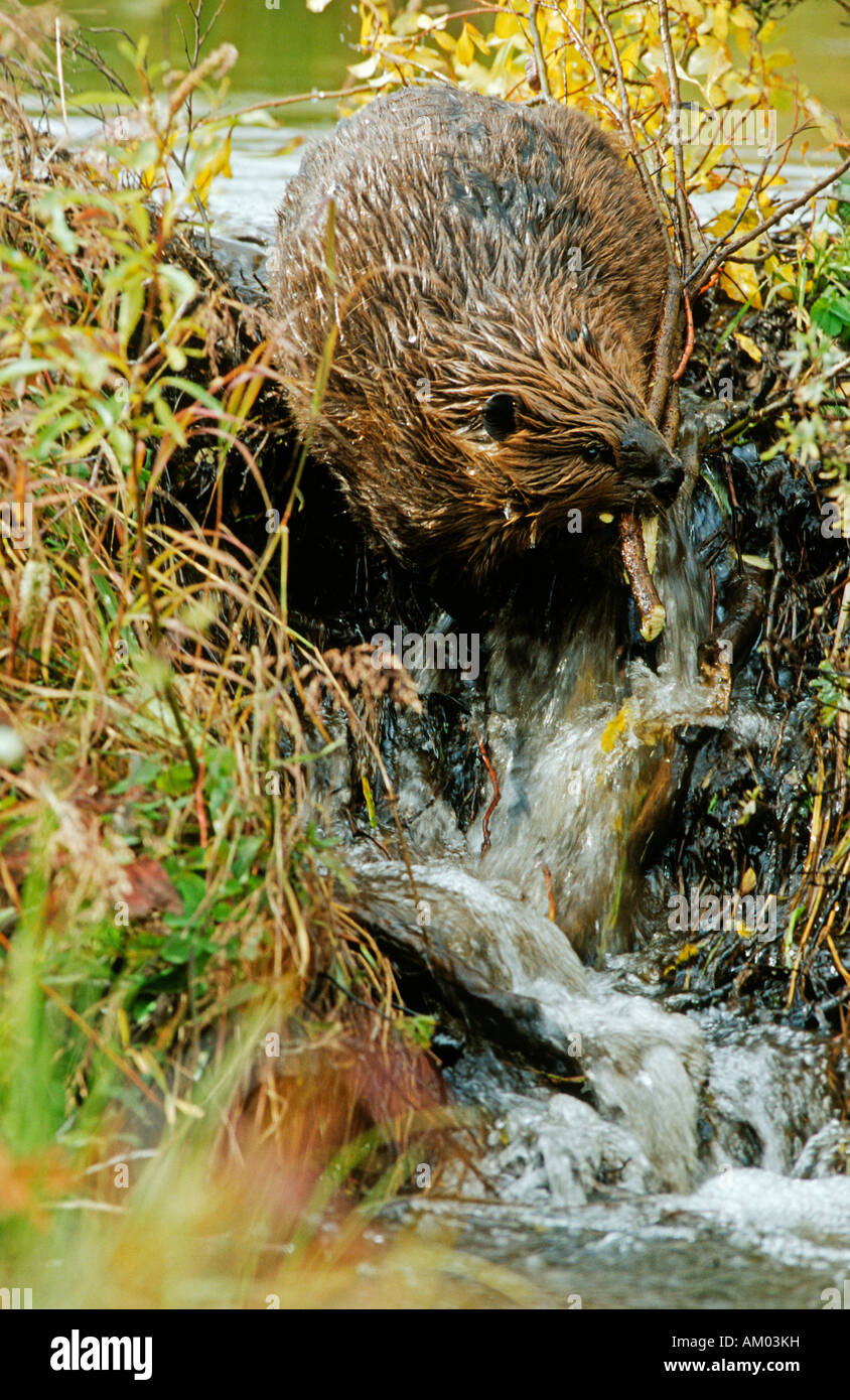 Nutria (Castor Canadensis) repairing a broken dam, Denali N.P., Alaska ...