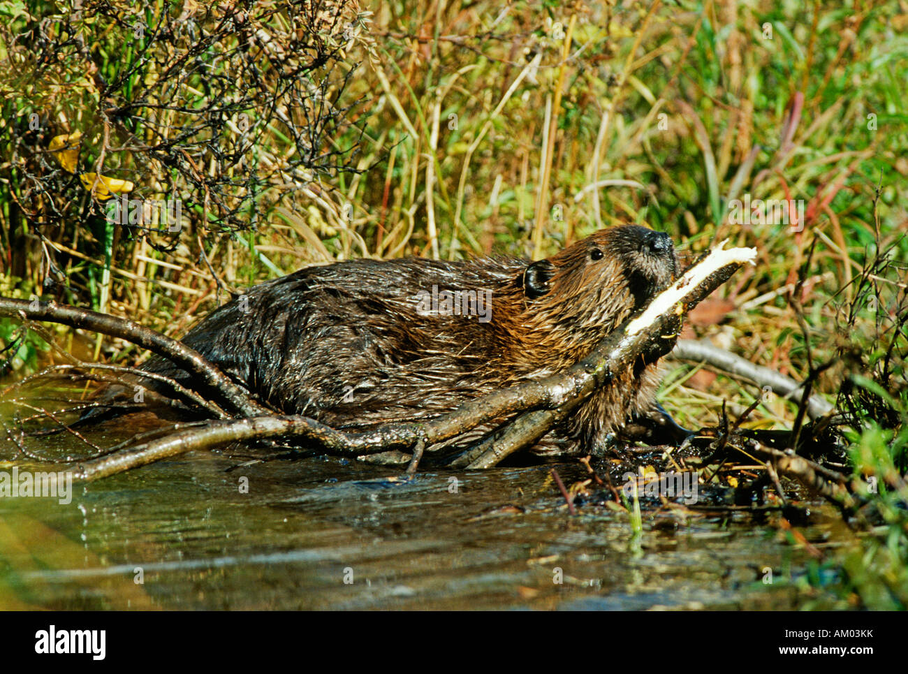 Nutria (Castor Canadensis) repairing a broken dam, Denali N.P., Alaska ...
