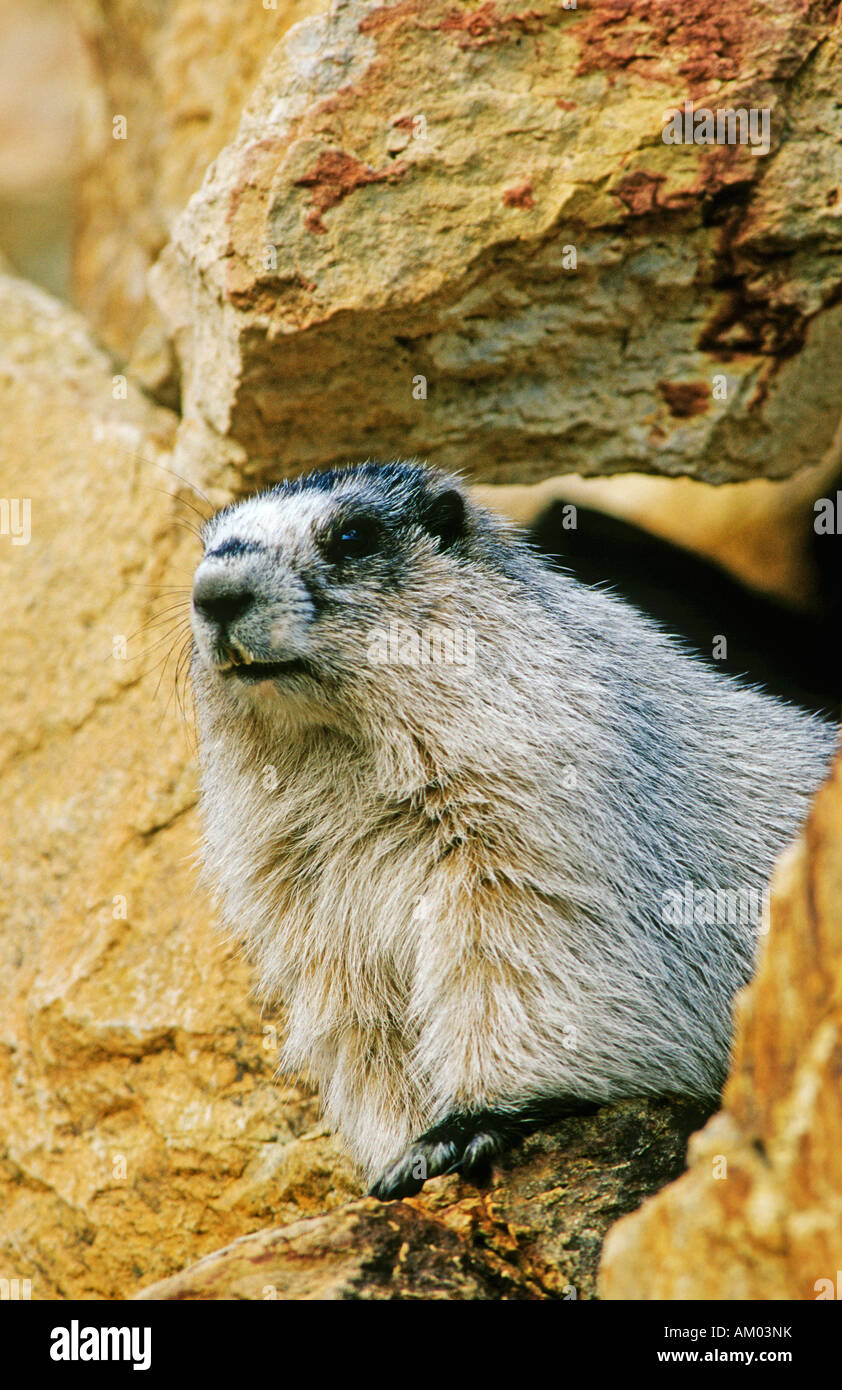 Grey Marmot (Marmota aligata), looking out from the shelter of rocks ...