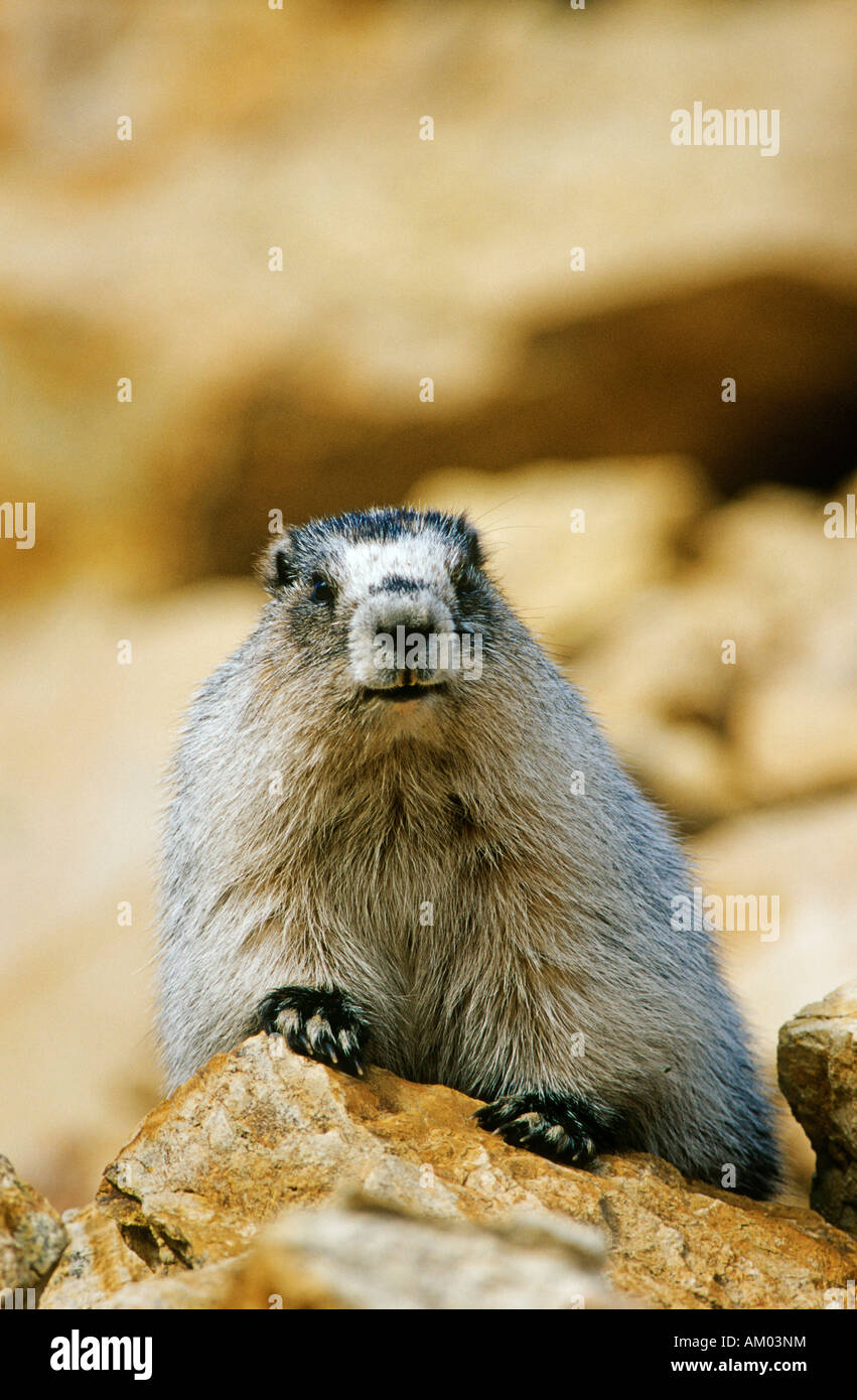 Grey Marmot (Marmota aligata), portrait, Alaska Stock Photo - Alamy