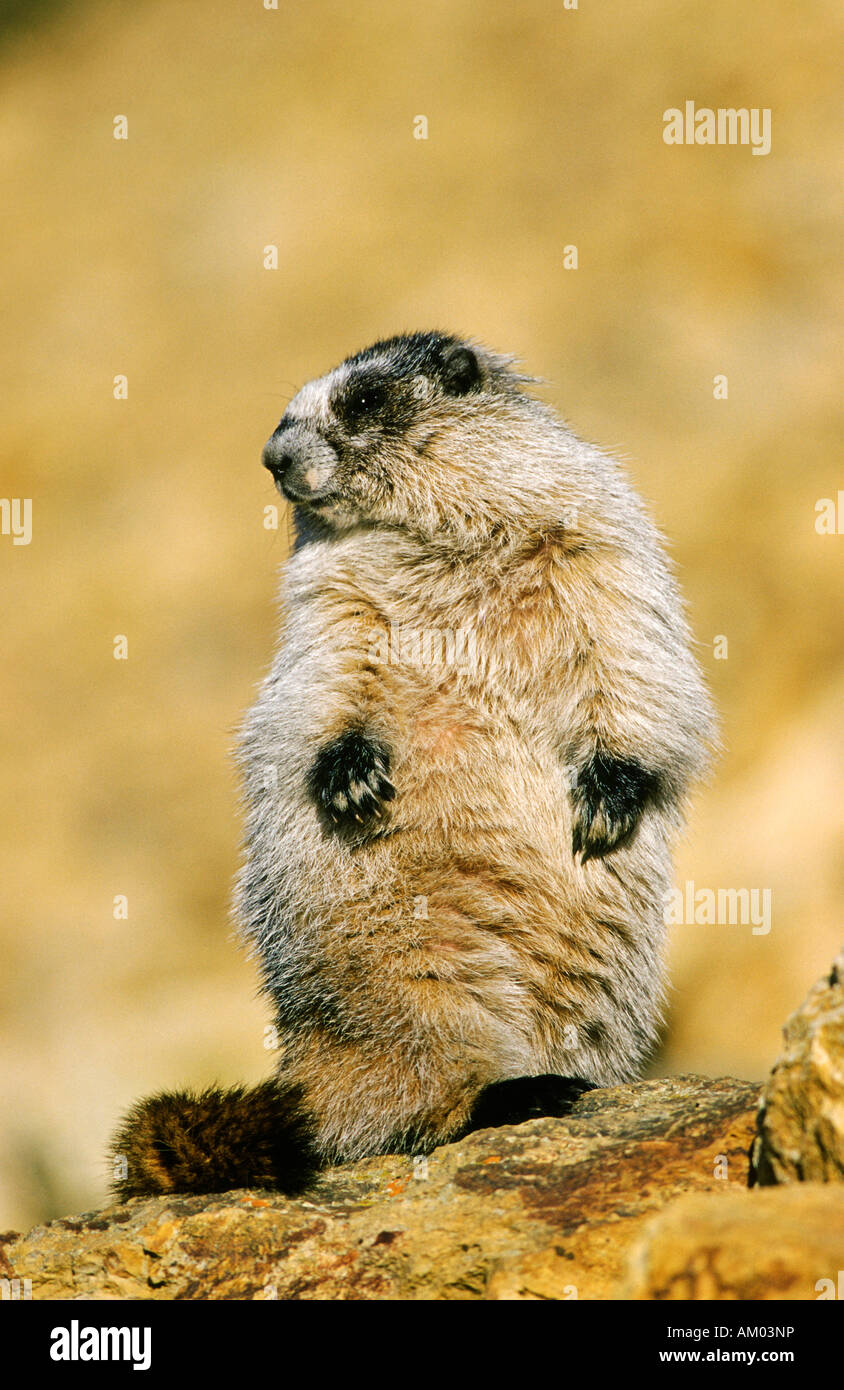 Grey Marmot (Marmota aligata) lurking, portrait, Denali N.P., Alaska ...