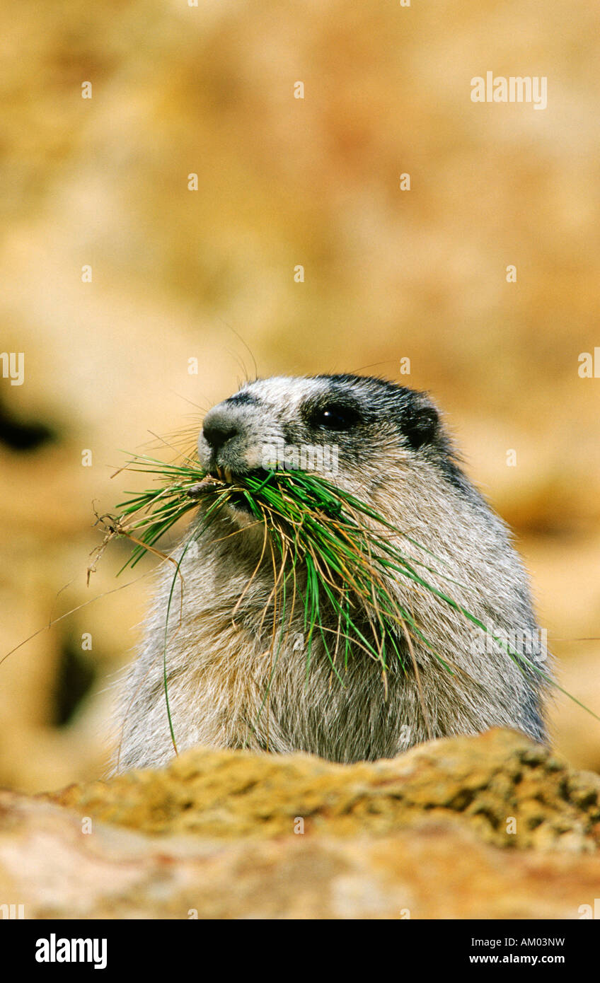 Marmota aligata hi-res stock photography and images - Alamy