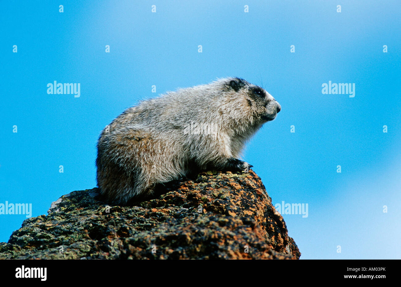 Grey Marmot (Marmota aligata) lurking, portrait, Denali N.P., Alaska ...
