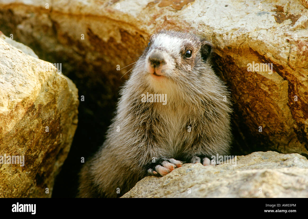 Grey Marmot (Marmota aligata), portrait, Alaska Stock Photo - Alamy
