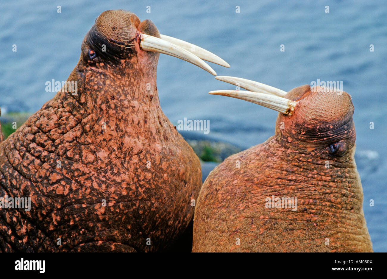 Pacific walruses (Odobenus rosmarus divergens) standing face-to-face ...