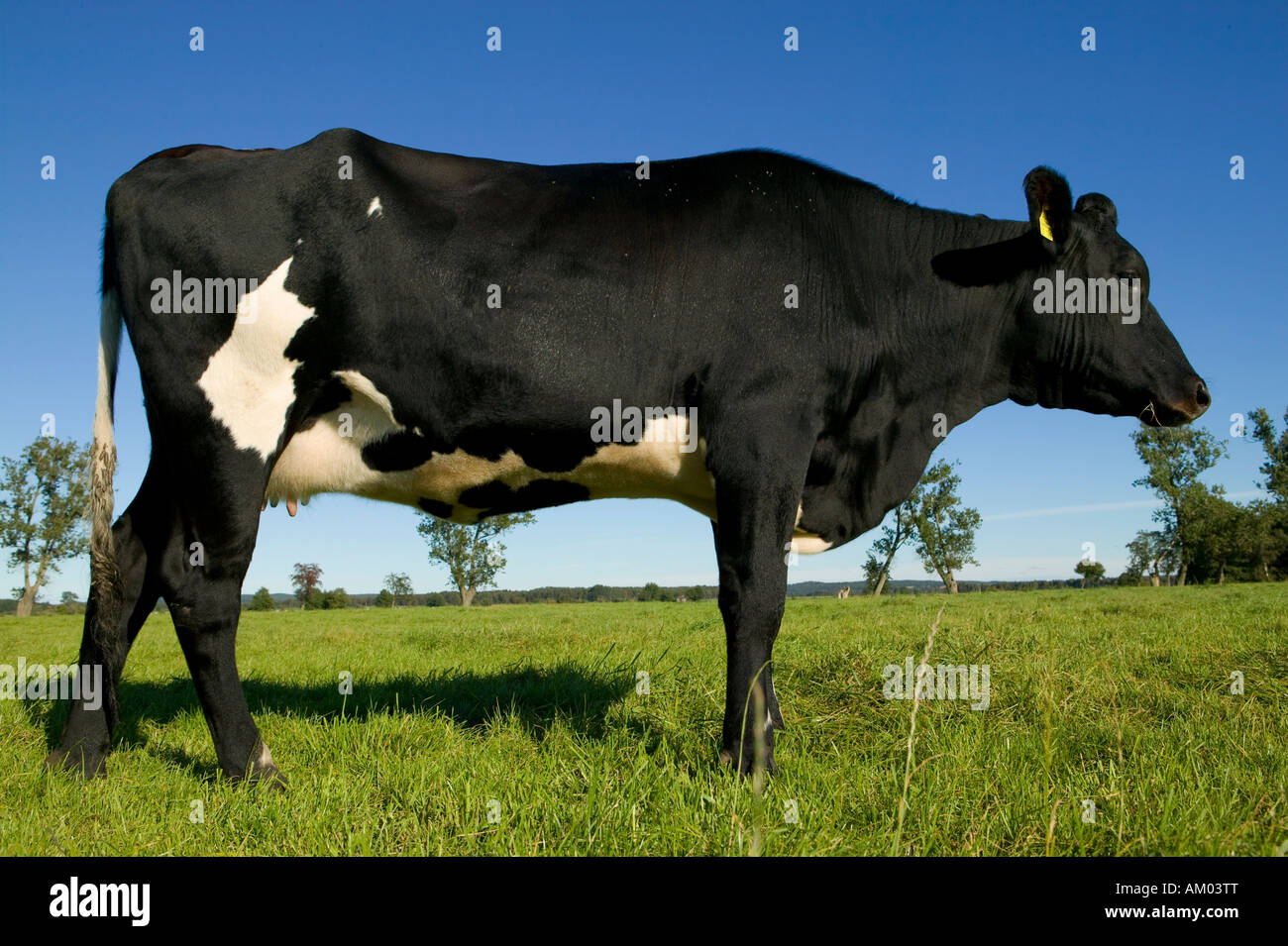 Dairy Cow Side View High Resolution Stock Photography and Images - Alamy