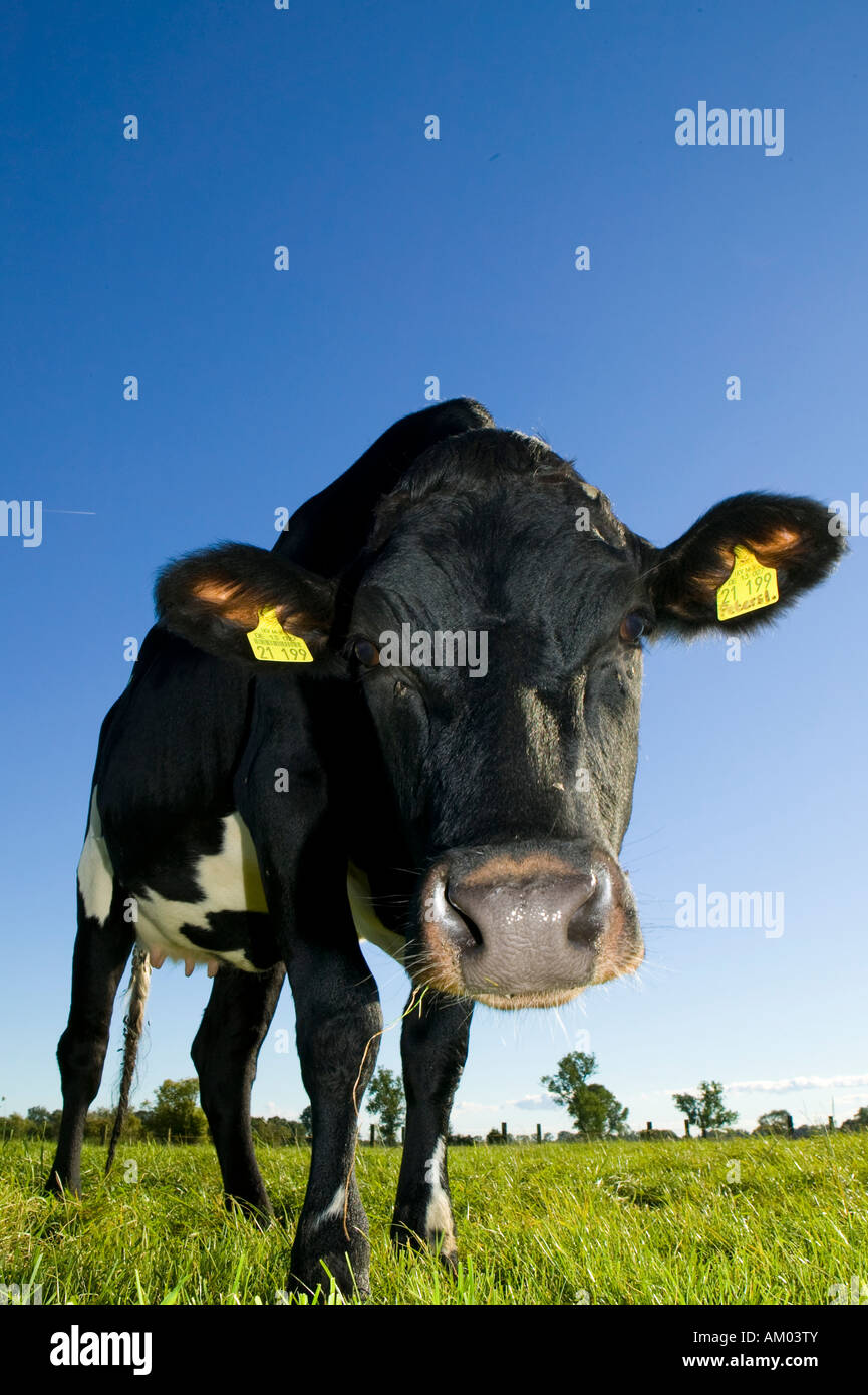 Cow with earmark hi-res stock photography and images - Alamy