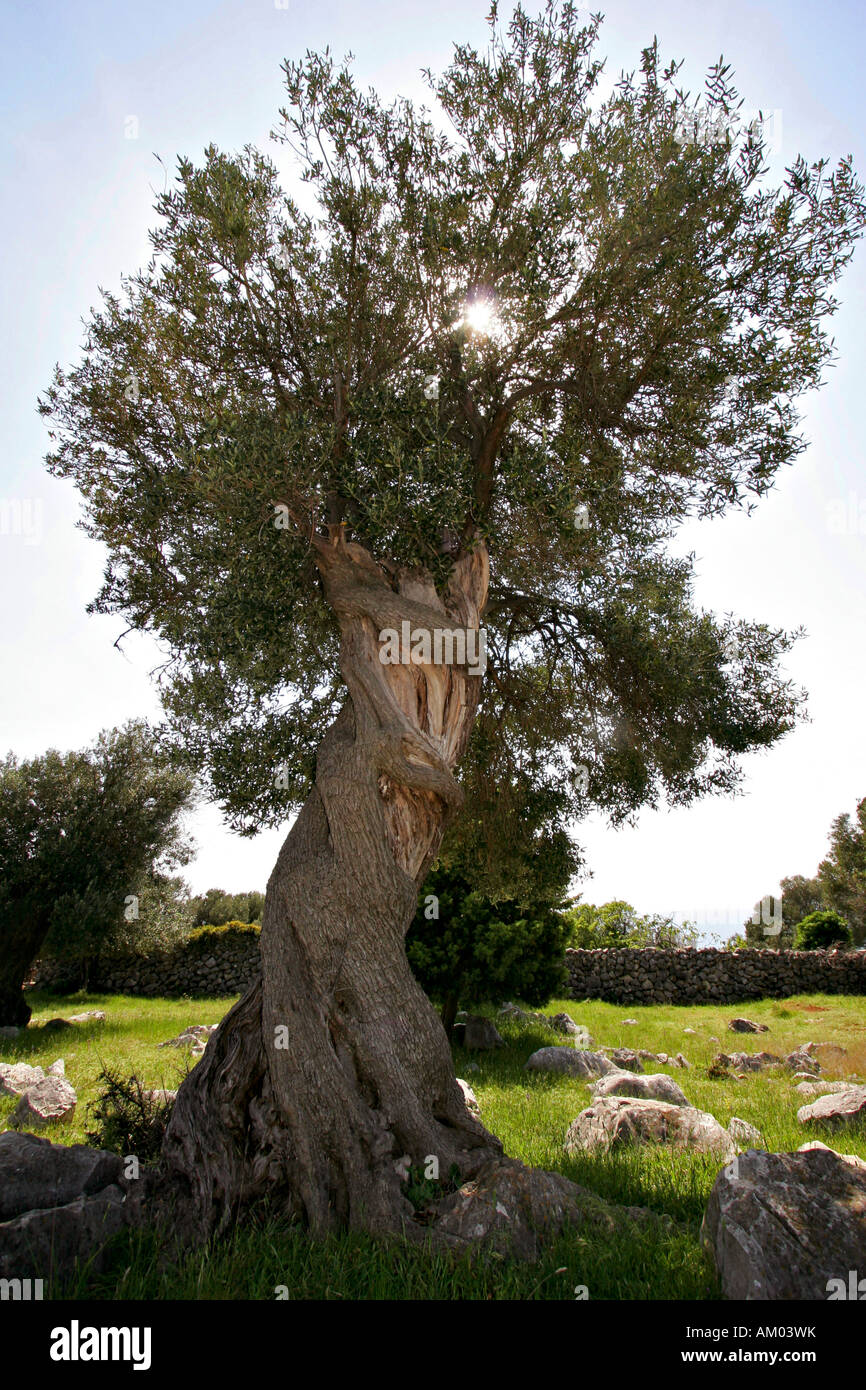 Pflanze in kroatien hi-res stock photography and images - Alamy