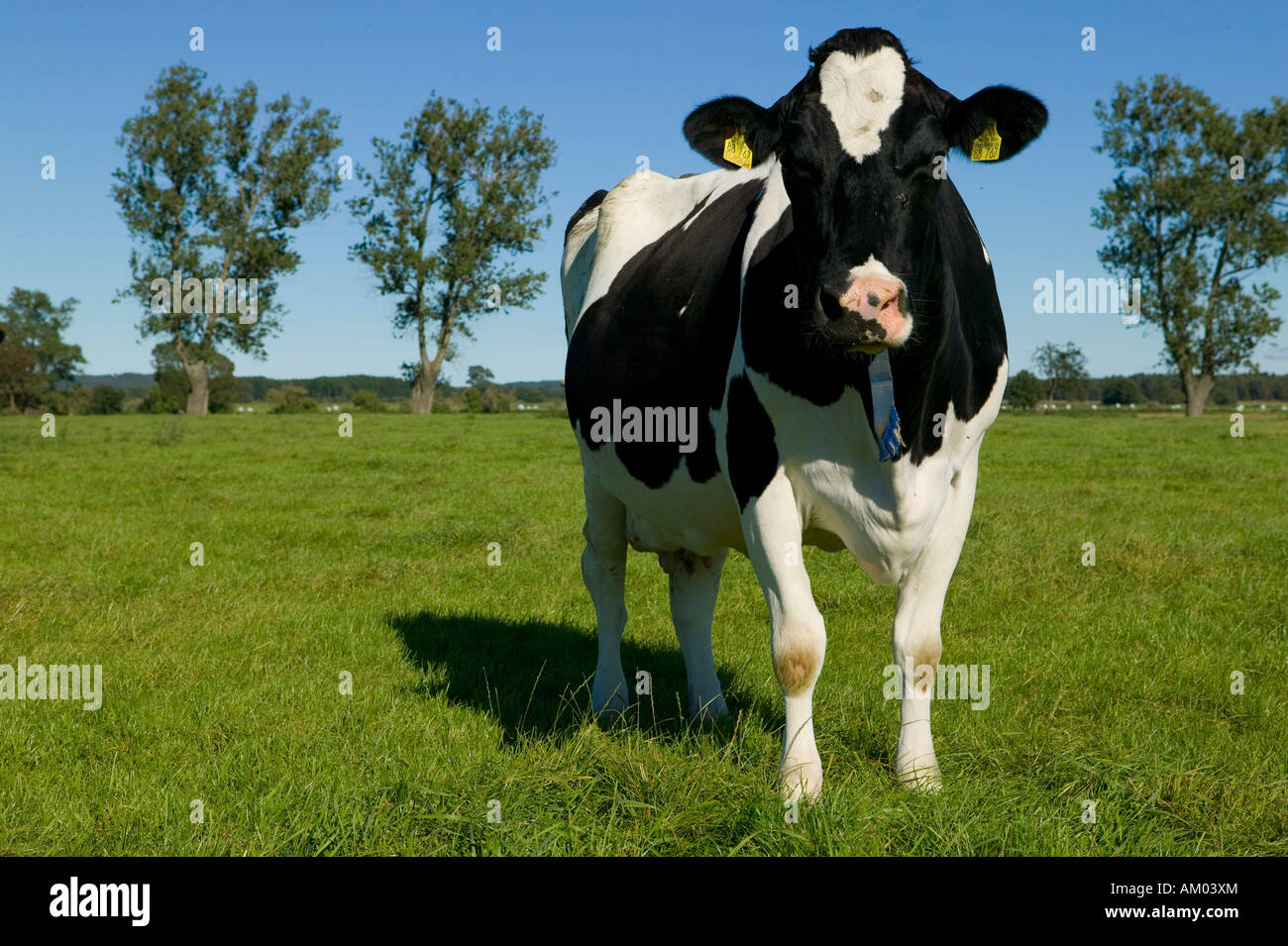 Weisses rind hi-res stock photography and images - Alamy