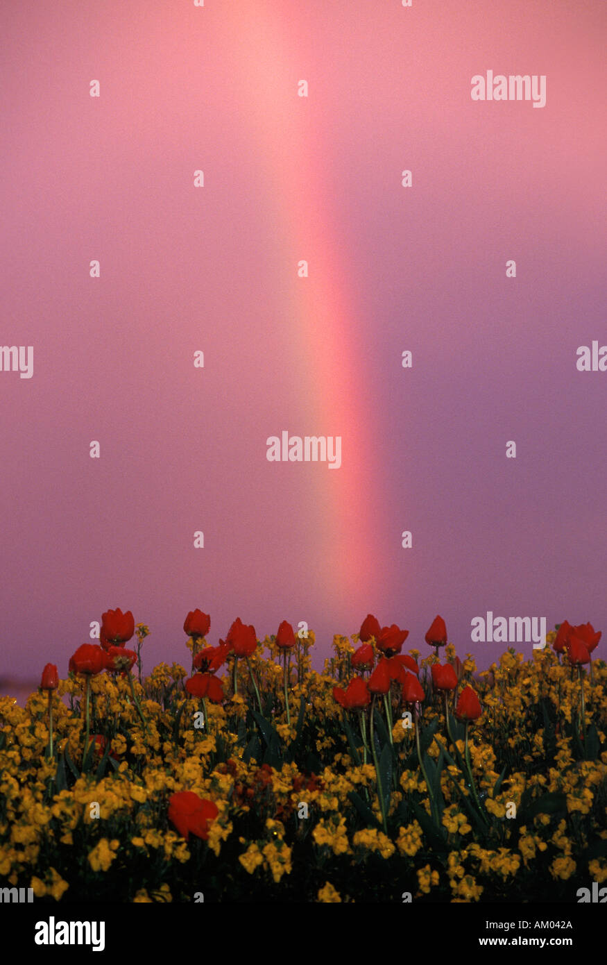 Rainbow of tulips hi-res stock photography and images - Alamy