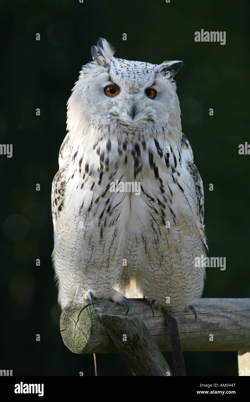 Albino eagle owl bubo bubo hi-res stock photography and images - Alamy