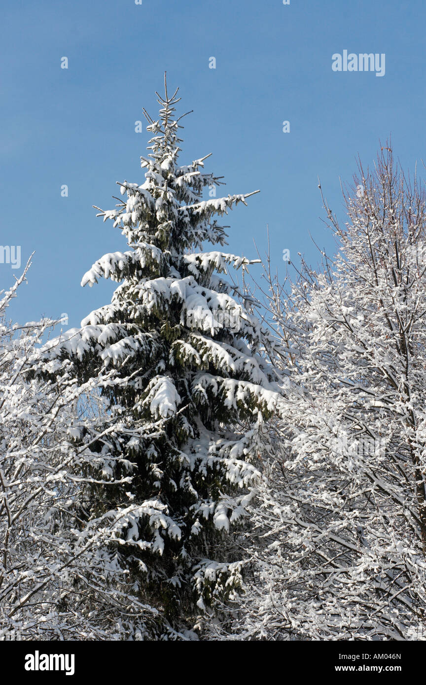 Top of winter snow covered fir tree in another trees twigs frame Stock ...