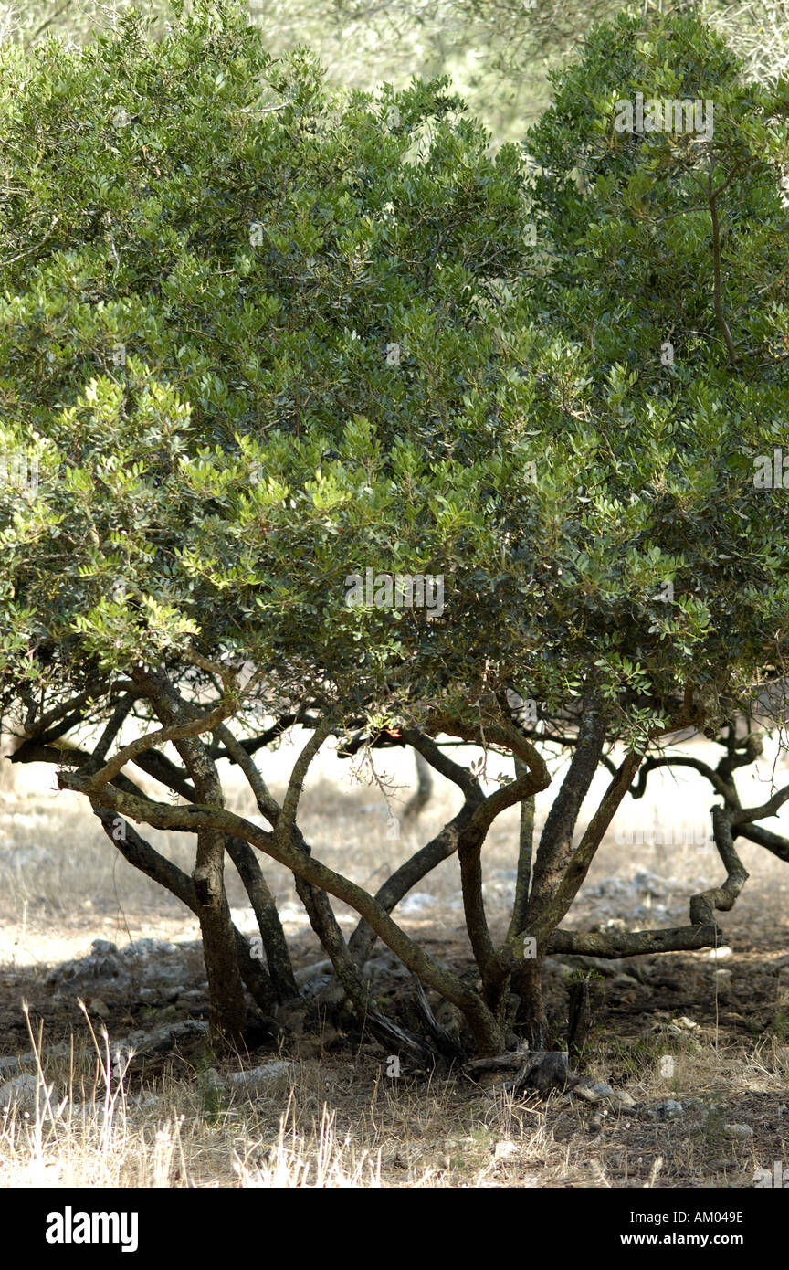 Mediterranean bush Mallorca Majorca Spain Europe Mediterranean Stock ...
