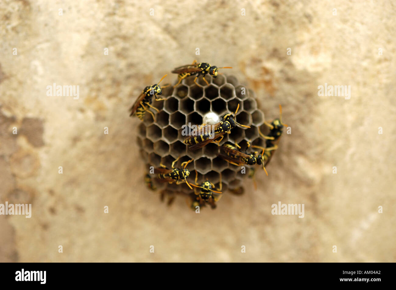 Wasp nest in Mallorca Majorca Spain Europe Mediterranean Stock Photo ...