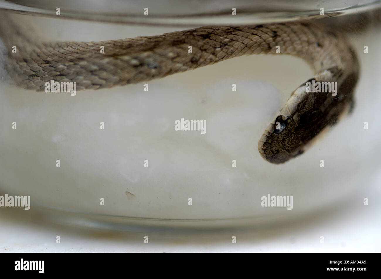 Snake in alcohol in Mallorca Majorca Spain Europe Mediterranean Stock ...