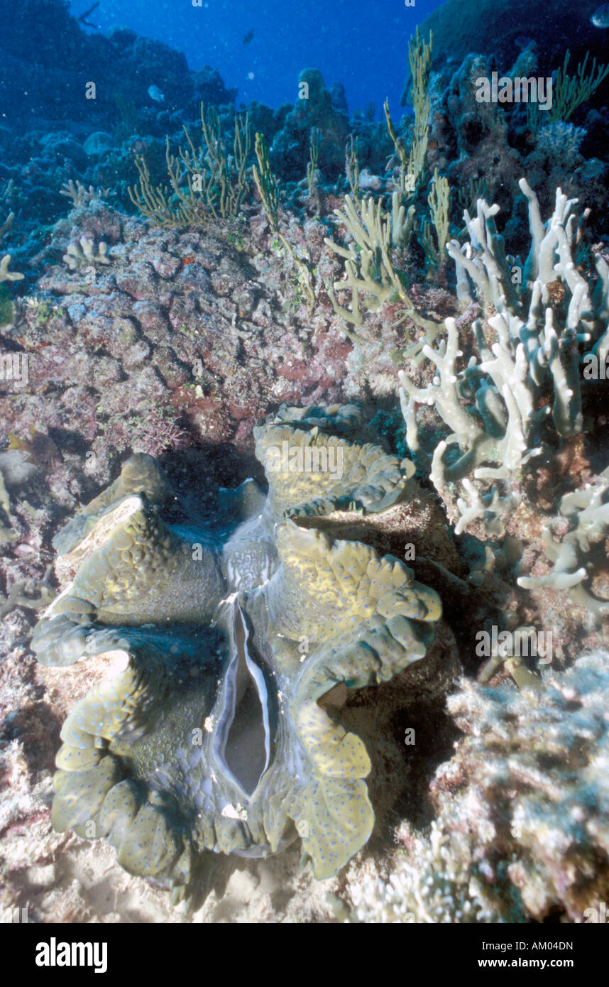 Giant Clam Great Barrier Reef High Resolution Stock Photography and ...