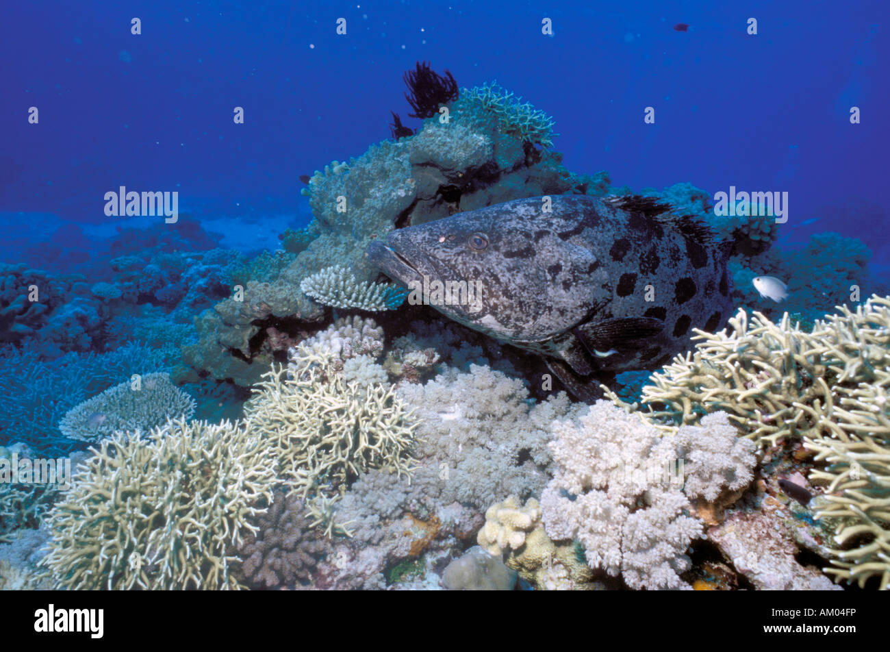 Australia, Great Barrier Reef. Potato Cod (Epinephelus tukula Stock ...