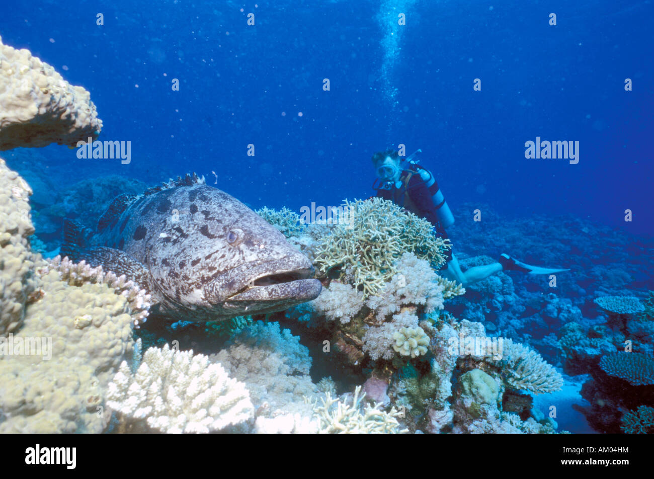 Australia, Great Barrier Reef. Potato Cod (Epinephelus tukula Stock ...