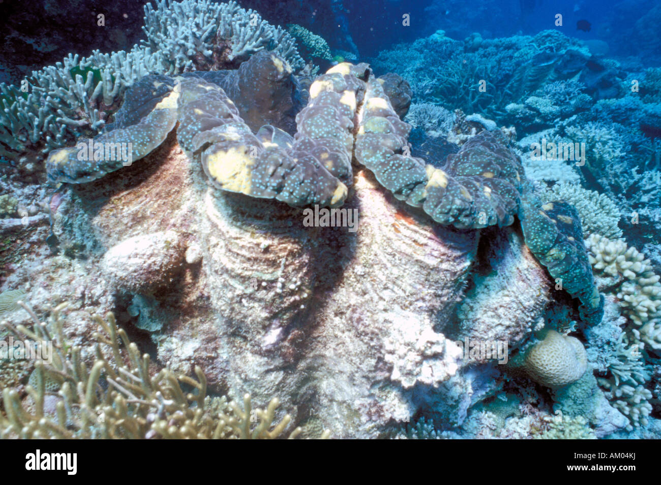 Australia, Great Barrier Reef. Giant Clam (Tridacna crocea), Clam ...