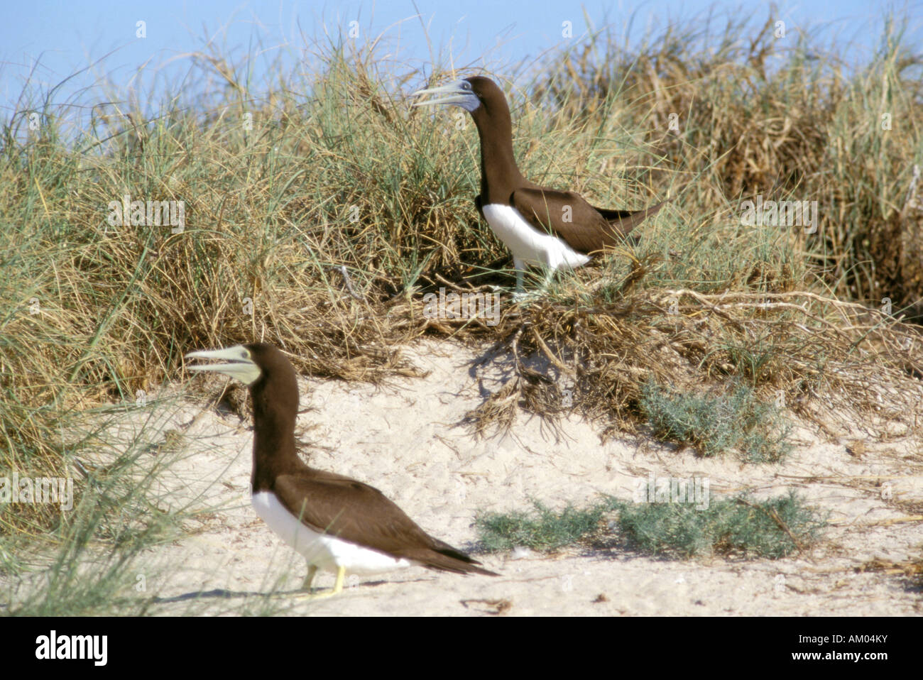 Australia, Lacepede Islands. Brown Boobie (Sula leucogaster Stock Photo ...