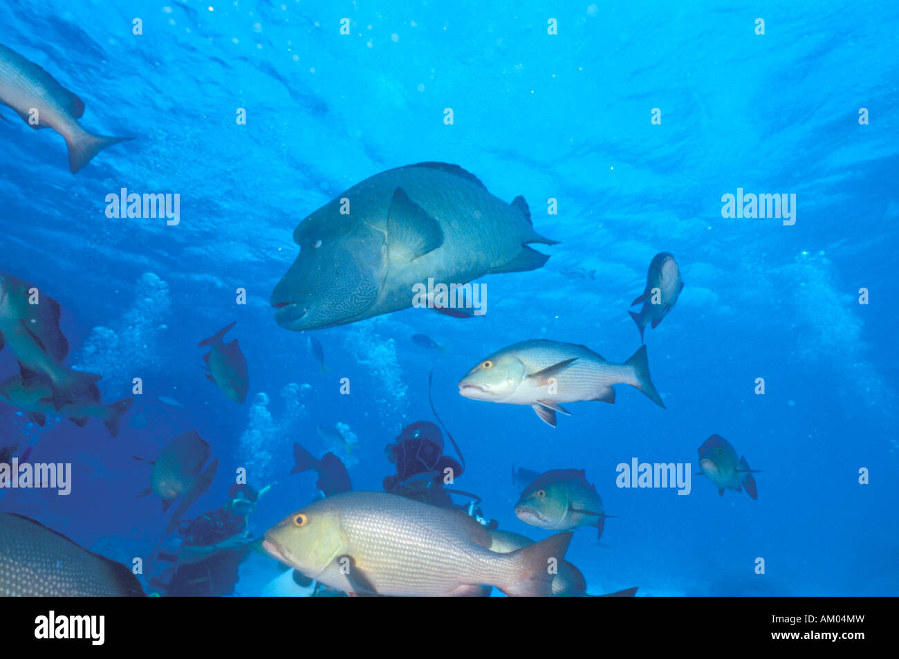 Australia, Great Barrier Reef. Fish feeding at Cod Hole Stock Photo - Alamy