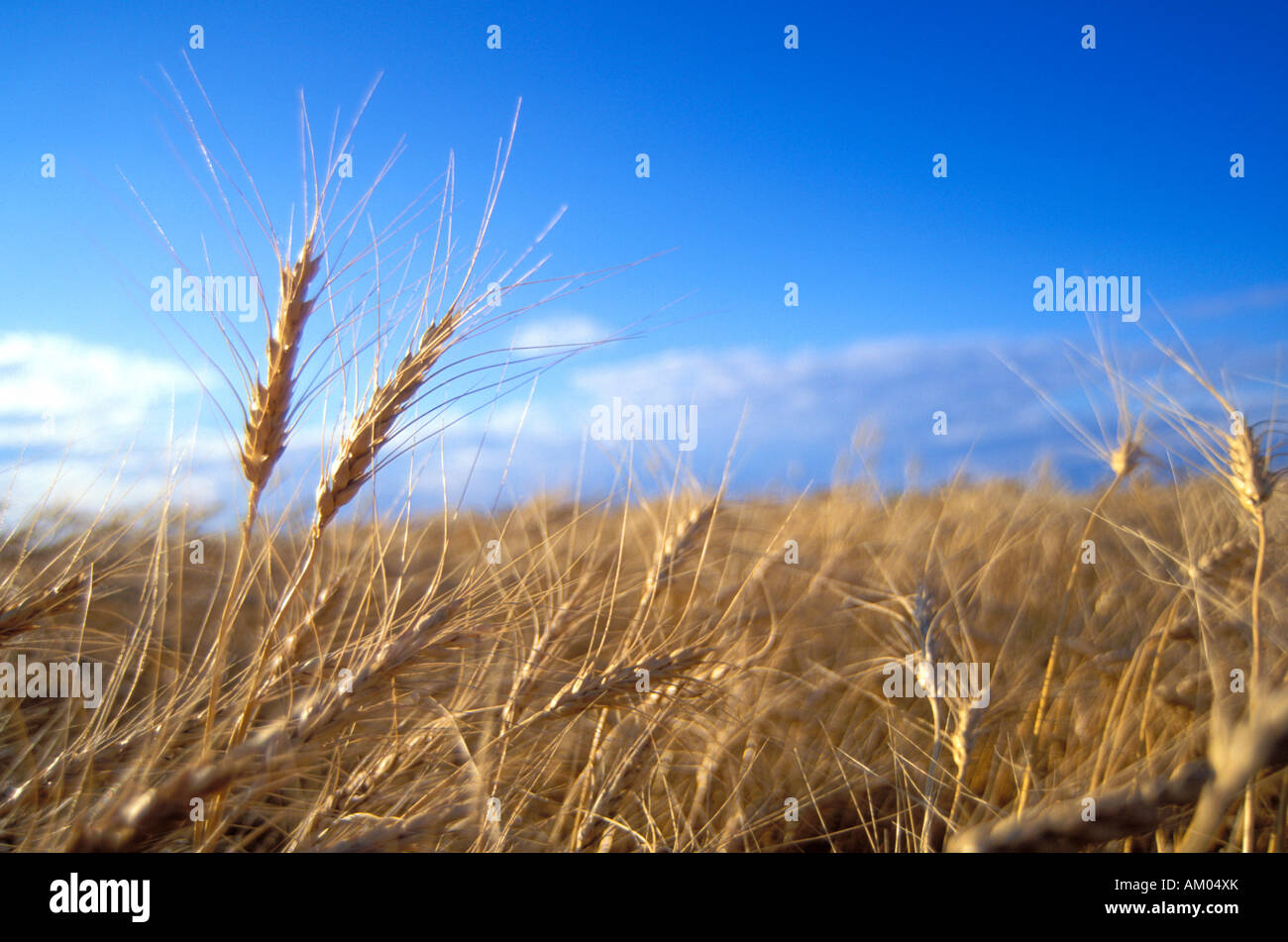 Wheat field in the Red River Valley of Minnesota Stock Photo - Alamy