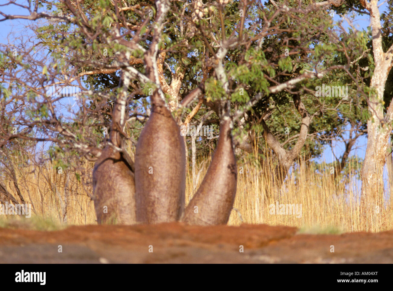 Australia, Western Australia, The Kimberley. Boab Trees (Adansonia ...