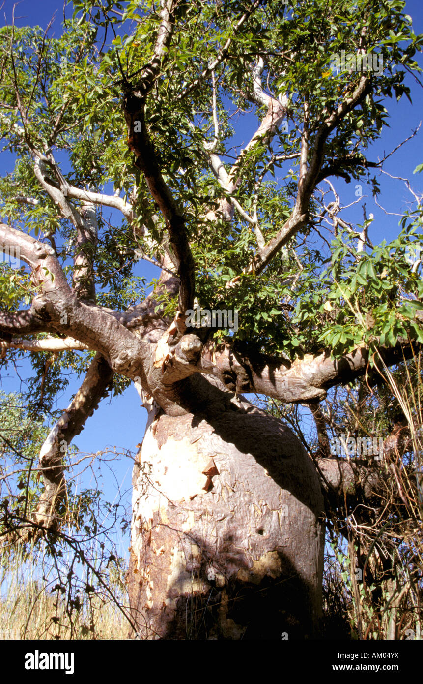 Australia, Western Australia, The Kimberley. Boab Trees (Adansonia ...